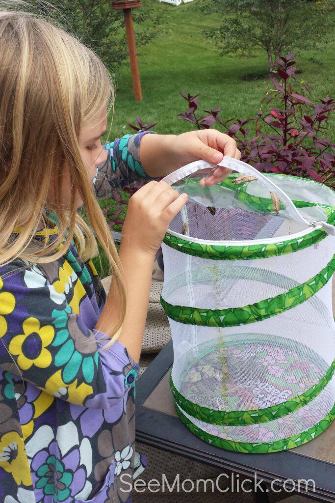 How to Raise Butterflies In Your Yard - See Mom Click