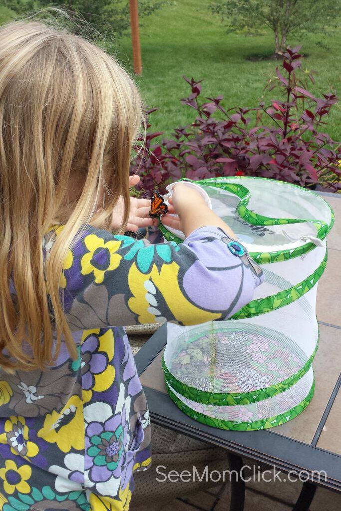 How to Raise Butterflies In Your Yard - See Mom Click