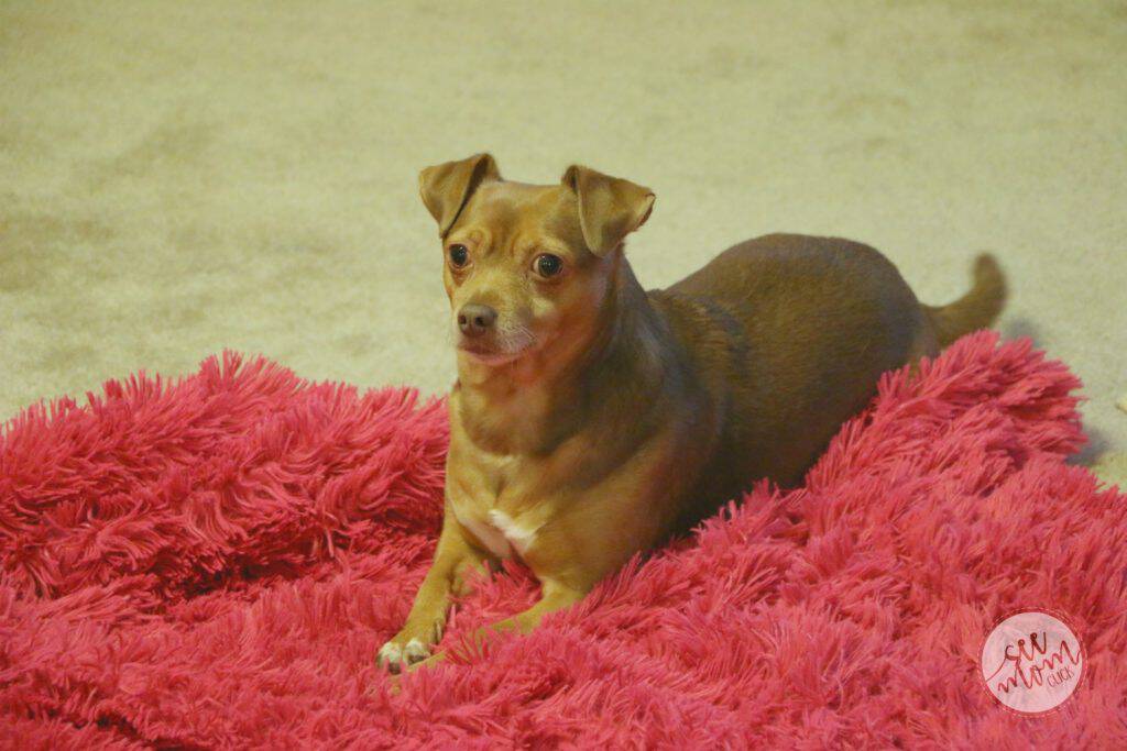 The Secret Life of Pets On Blu-Ray Now - See Mom Click