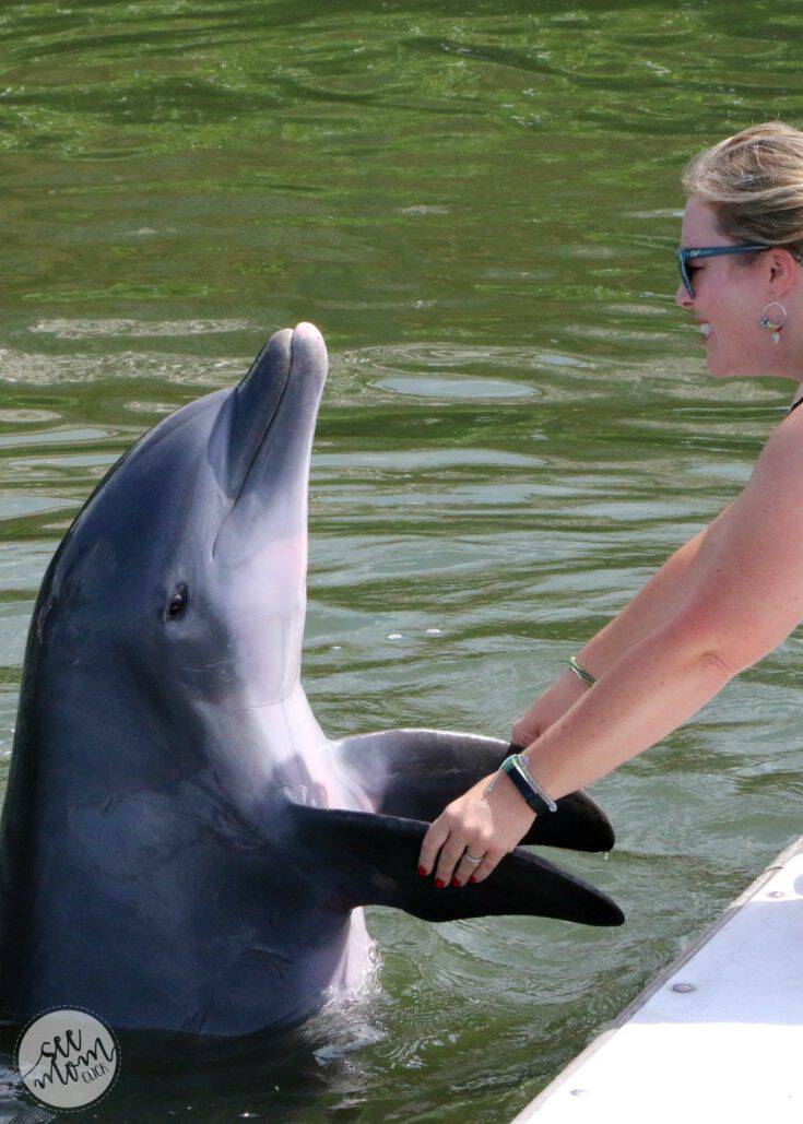Dolphin Research Center The Florida Keys - Swim With Dolphins FL Keys