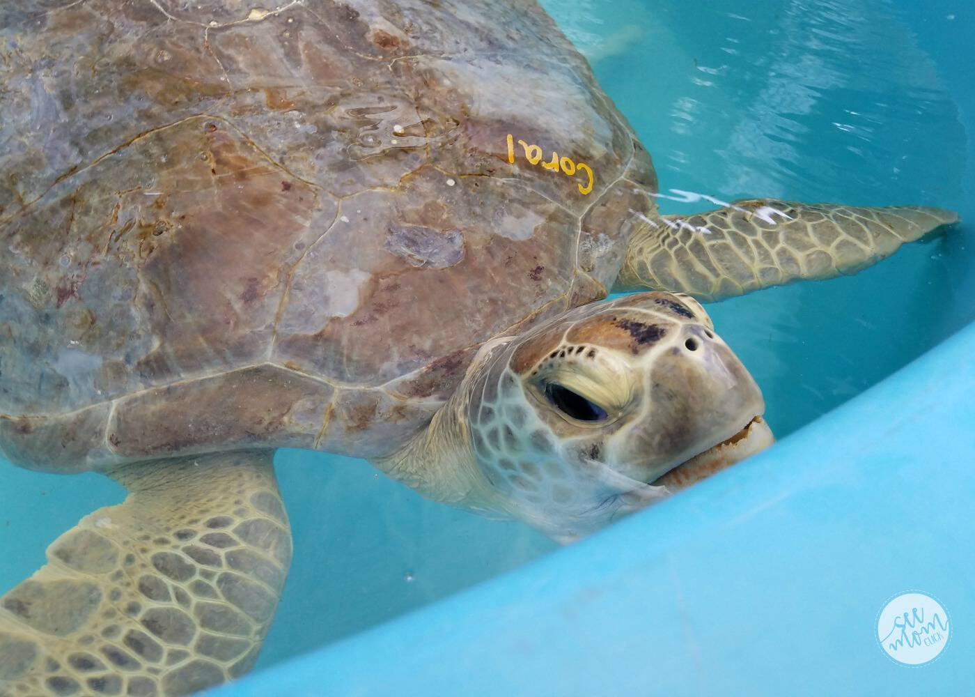 Turtle Hospital Marathon FL - Sea Turtle Rescue Florida Keys