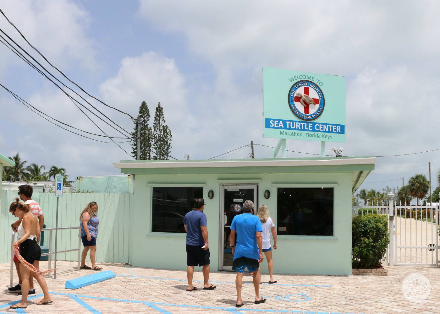 Turtle Hospital Marathon FL - Sea Turtle Rescue Florida Keys