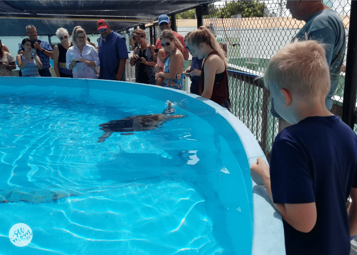 Turtle Hospital Marathon FL - Sea Turtle Rescue Florida Keys