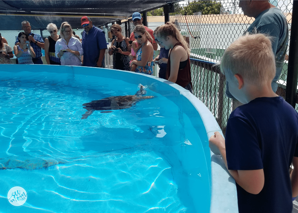 Turtle Hospital Marathon FL - Sea Turtle Rescue Florida Keys
