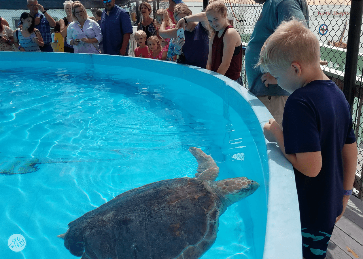 Turtle Hospital Marathon FL - Sea Turtle Rescue Florida Keys