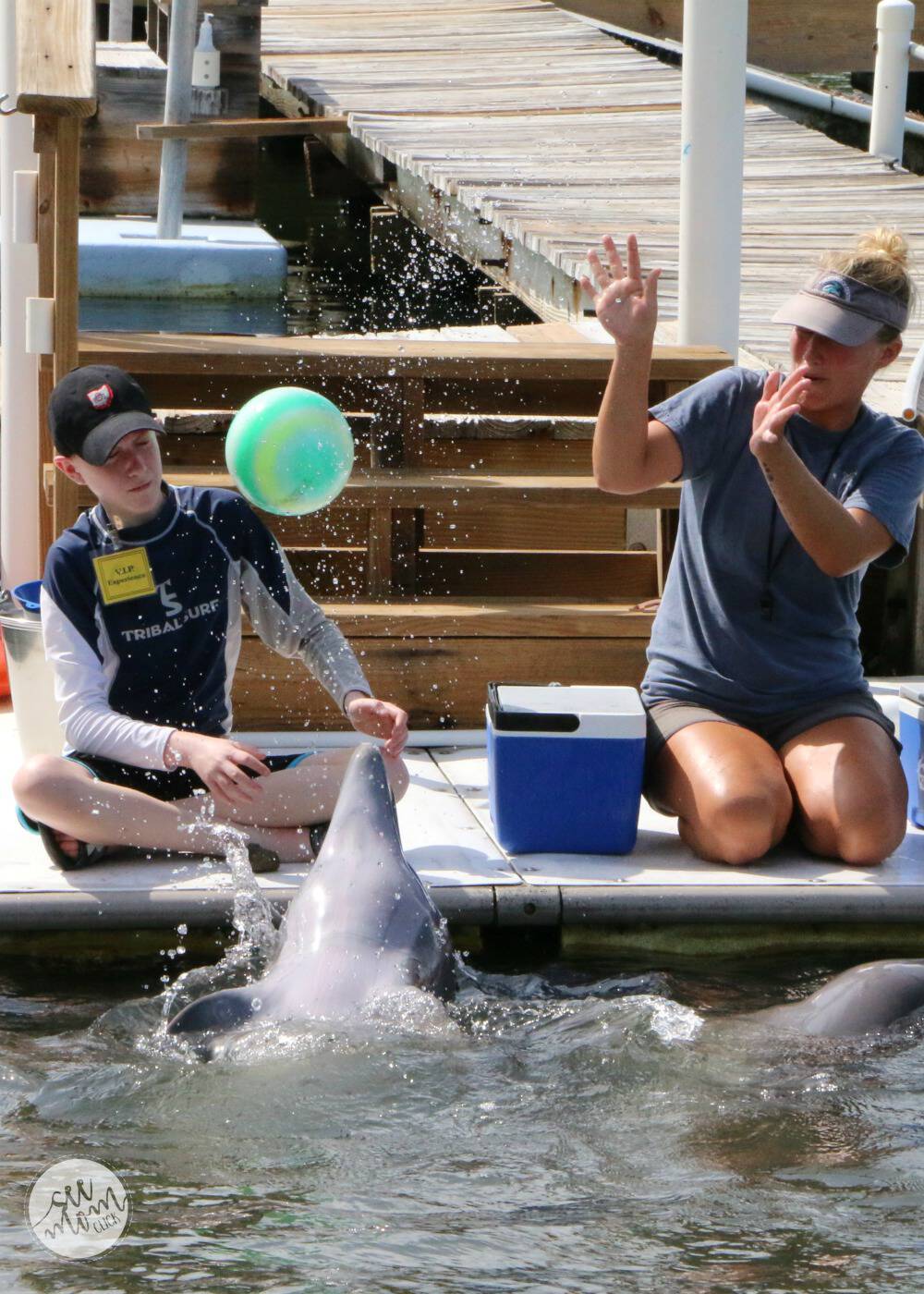 Dolphin Research Center The Florida Keys - Swim With Dolphins FL Keys
