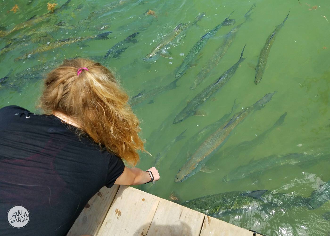 Robbie's of Islamorada - Feed The Tarpon Florida Keys