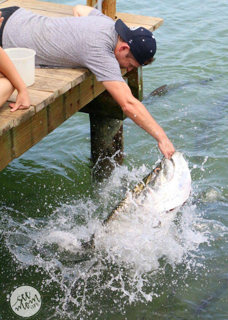 Robbie's of Islamorada - Feed The Tarpon Florida Keys