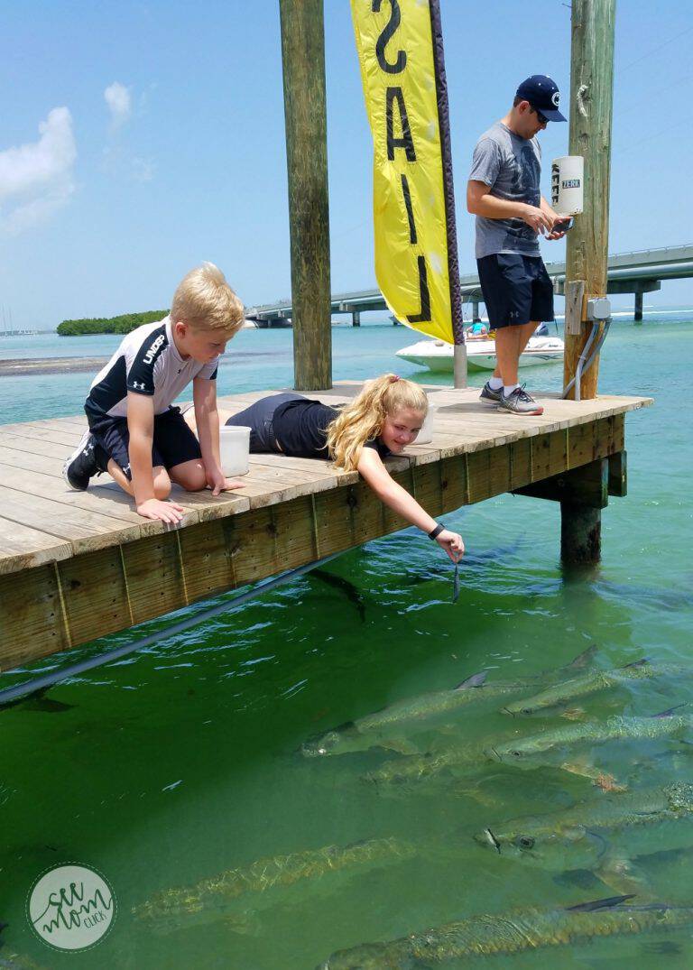 Robbie's of Islamorada - Feed The Tarpon Florida Keys
