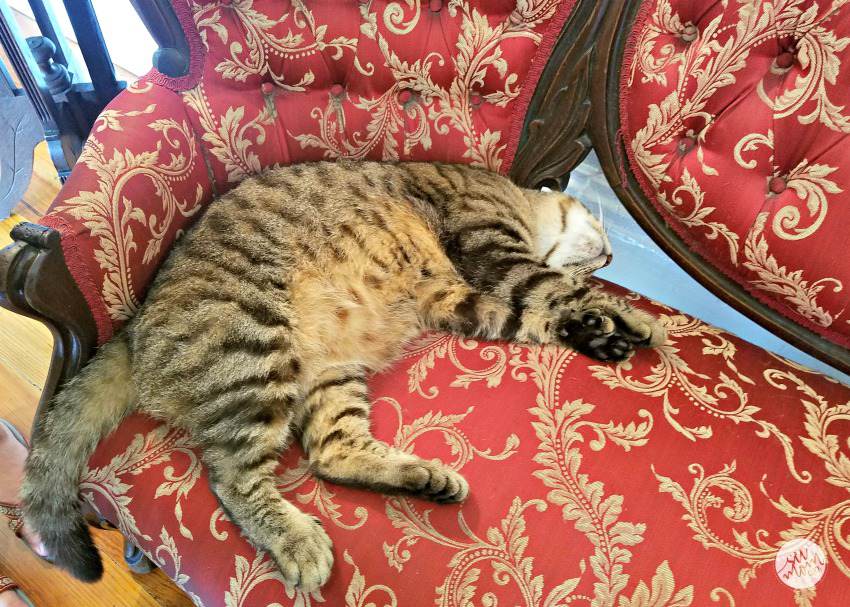 The Cats of the Ernest Hemingway Home and Museum in Key West, Florida ...