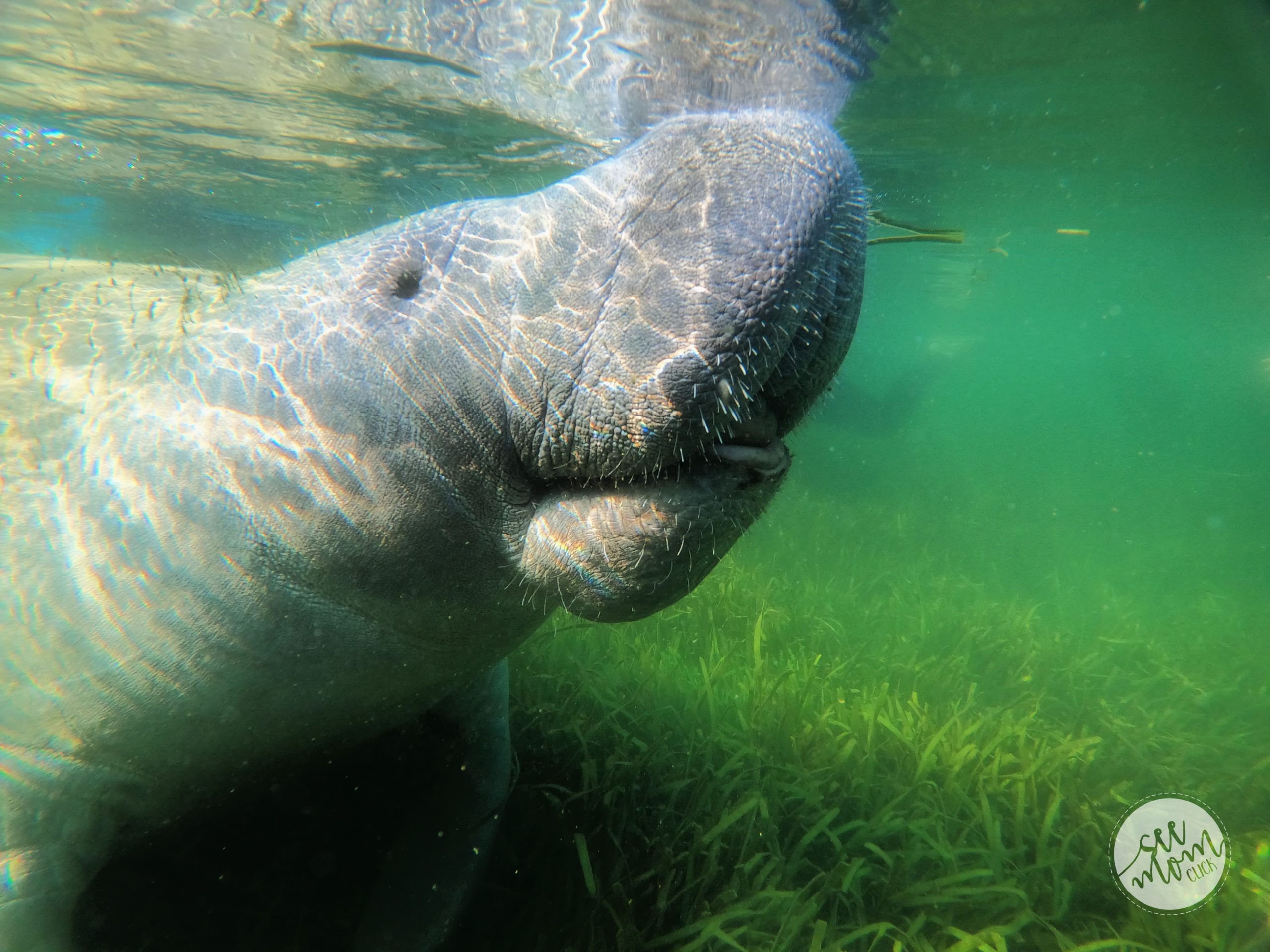 Swimming With Manatees in Crystal River, Florida | See Mom Click
